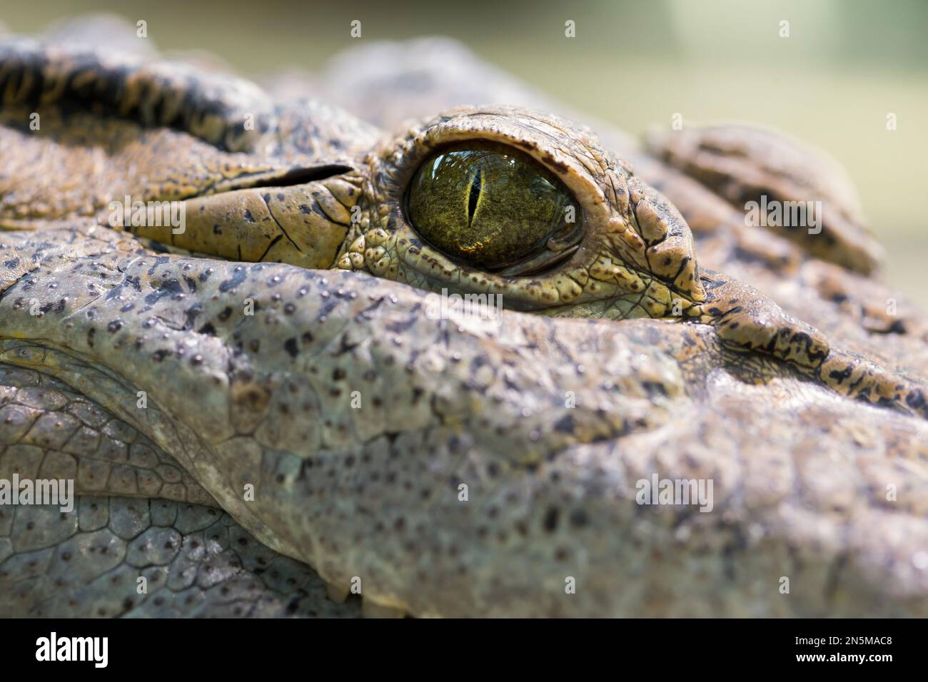 Beautiful green eye of a crocodile Stock Photo - Alamy