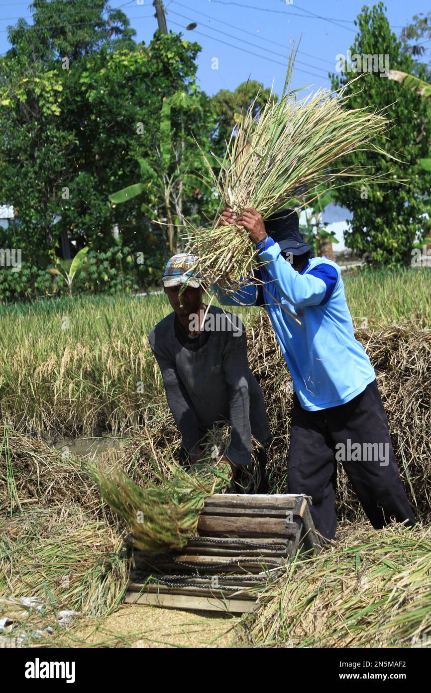 A vertical shot of farmers processing rice into rice with traditional ...