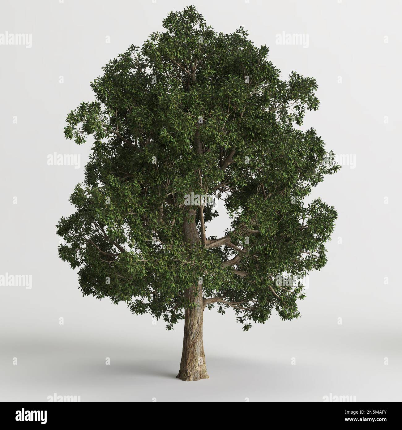 3d illustration of big tree isolated on white background Stock Photo ...
