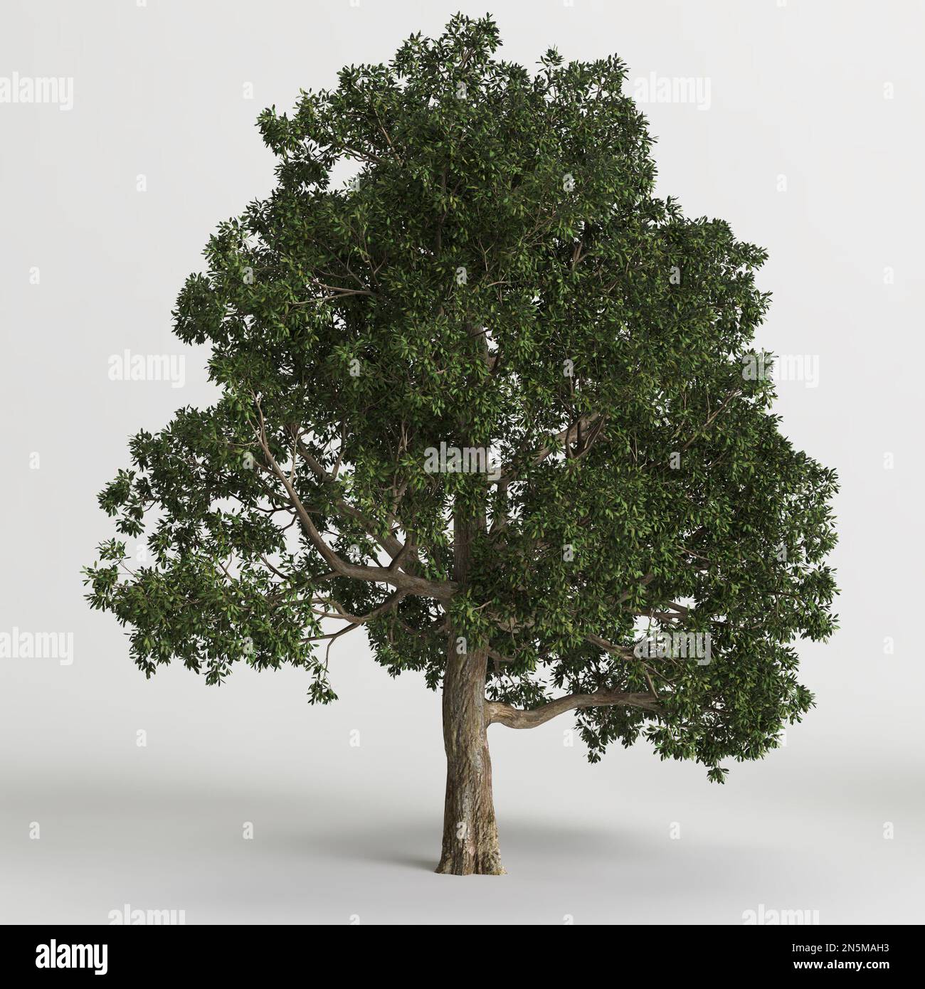 3d illustration of big tree isolated on white background Stock Photo ...