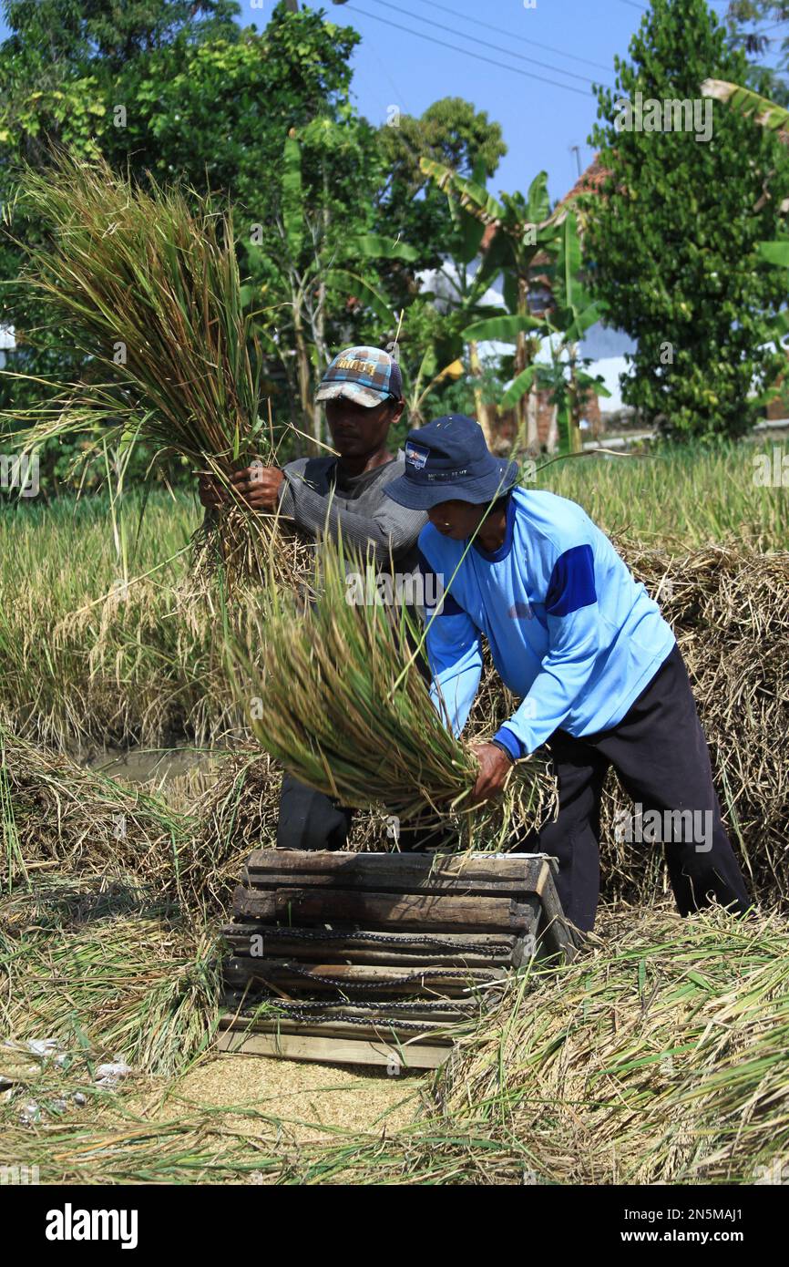 A vertical shot of farmers processing rice into rice with traditional ...