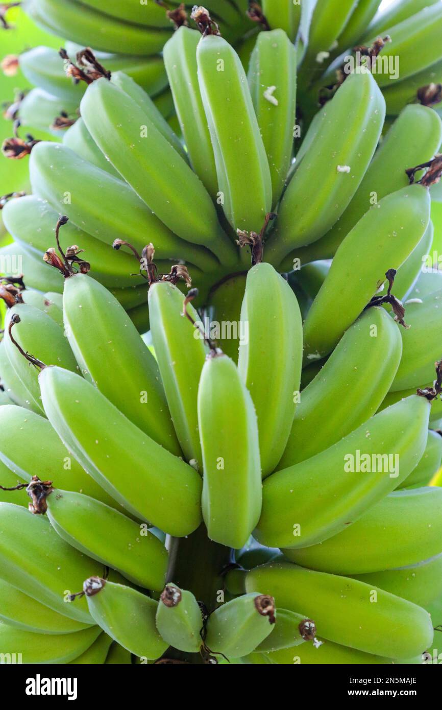 green banana bush on banana tree Stock Photo - Alamy