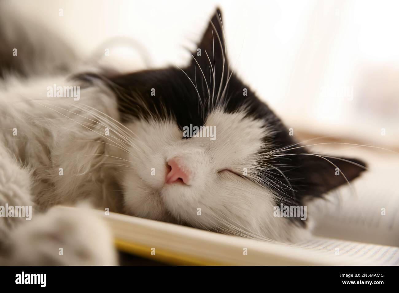Adorable cat lying on open book, closeup Stock Photo - Alamy