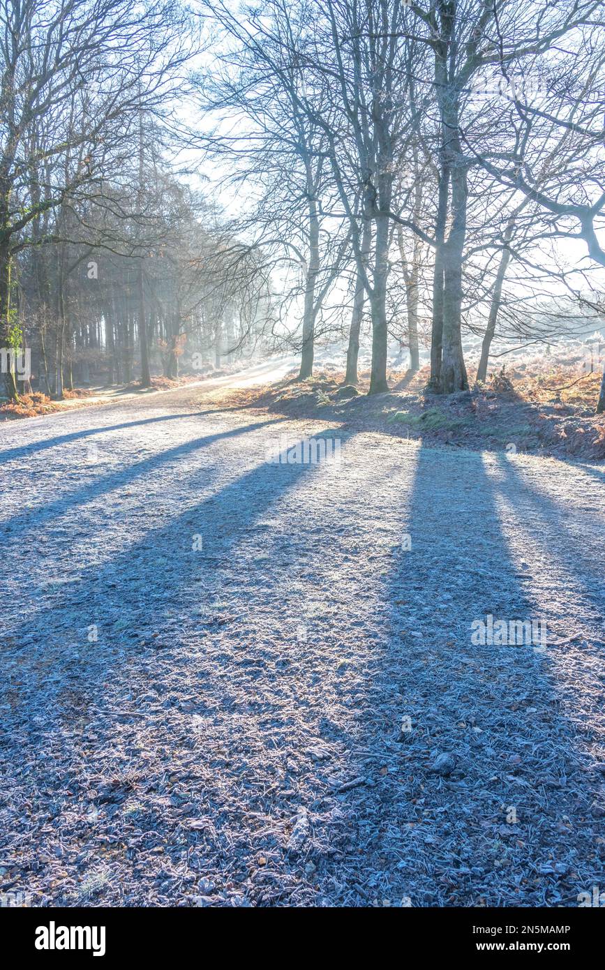 New Forest in frost and fog Feb 2023 Stock Photo - Alamy