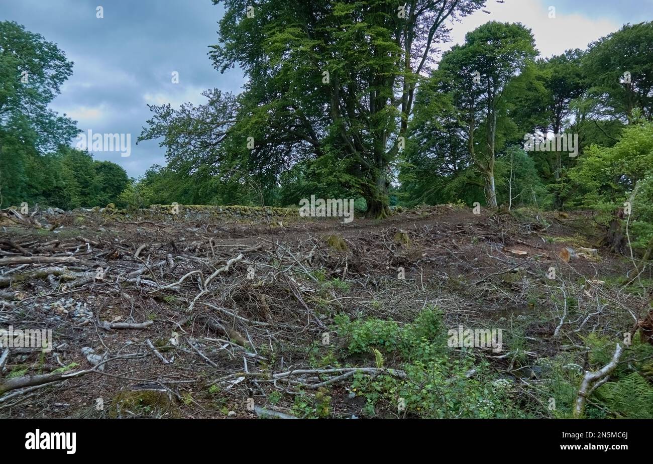 Mess of brushwood and unusable tree branches left in a wood after tree ...