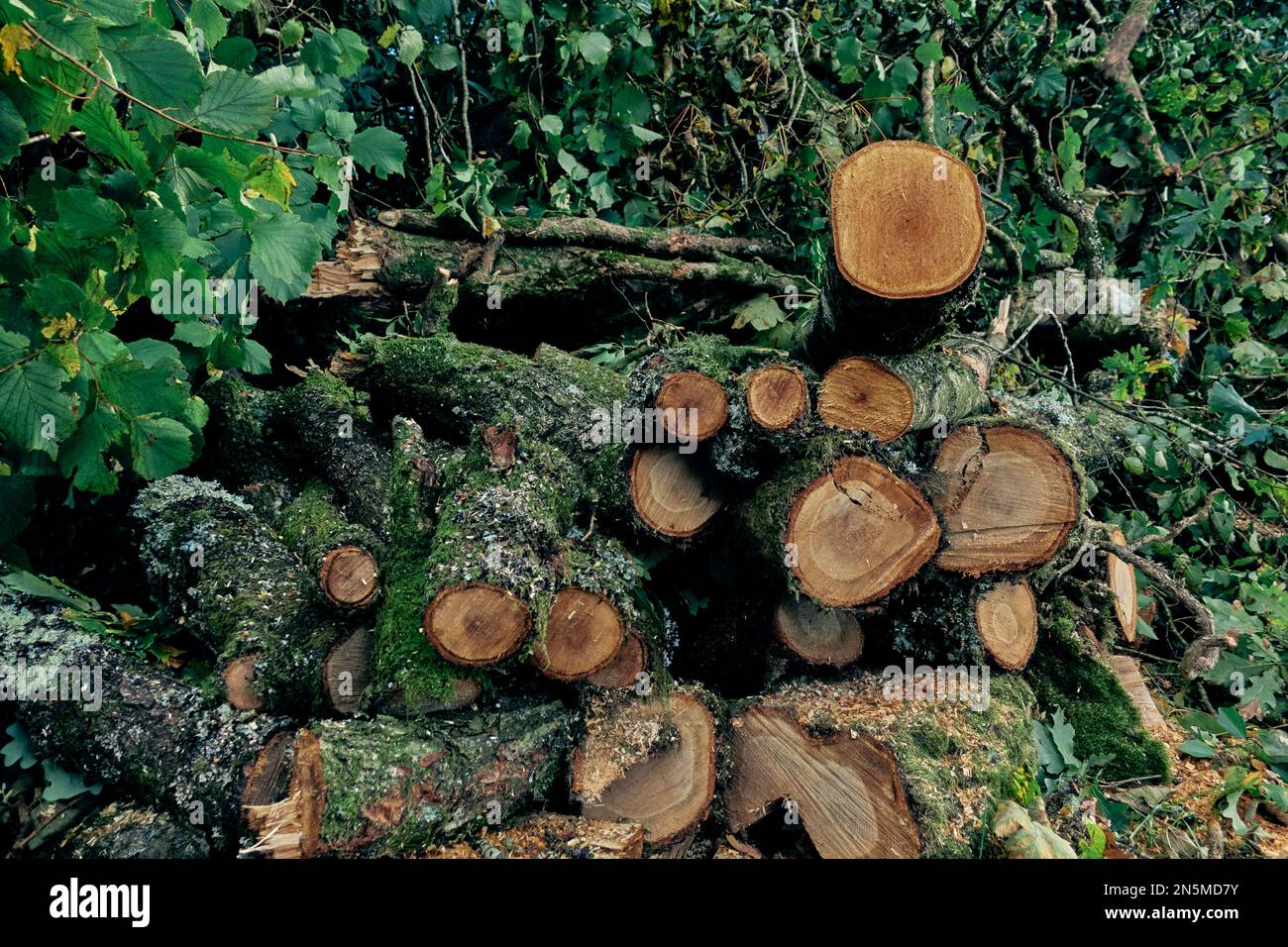 A pile of sawn tree branches Stock Photo - Alamy