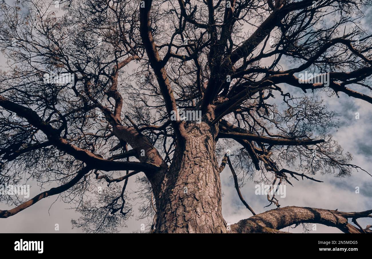 A Scots Pine tree (Pinus sylvestris) from below looking up Stock Photo ...