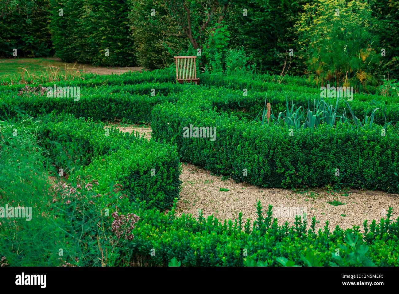 a maze in a bush in a park. green foliage. wooden chair in the middle ...