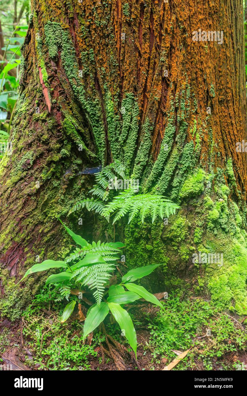 Green fern on the roots of a tree Stock Photo - Alamy