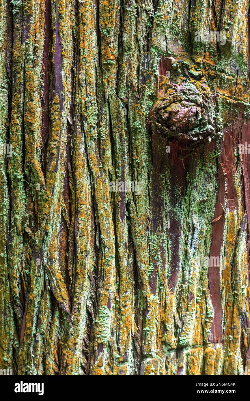 Textured bark of a tree, close-up photo Stock Photo - Alamy
