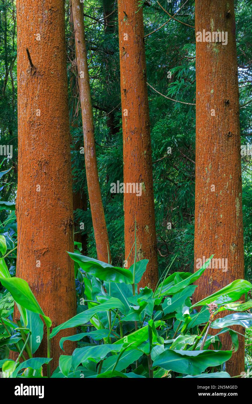 Red tree trunks in the rainforest Stock Photo - Alamy