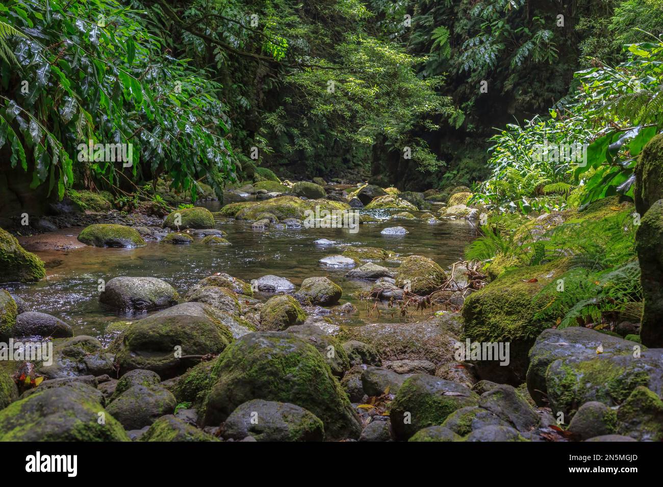 Beautiful little stream in a rainforest Stock Photo - Alamy