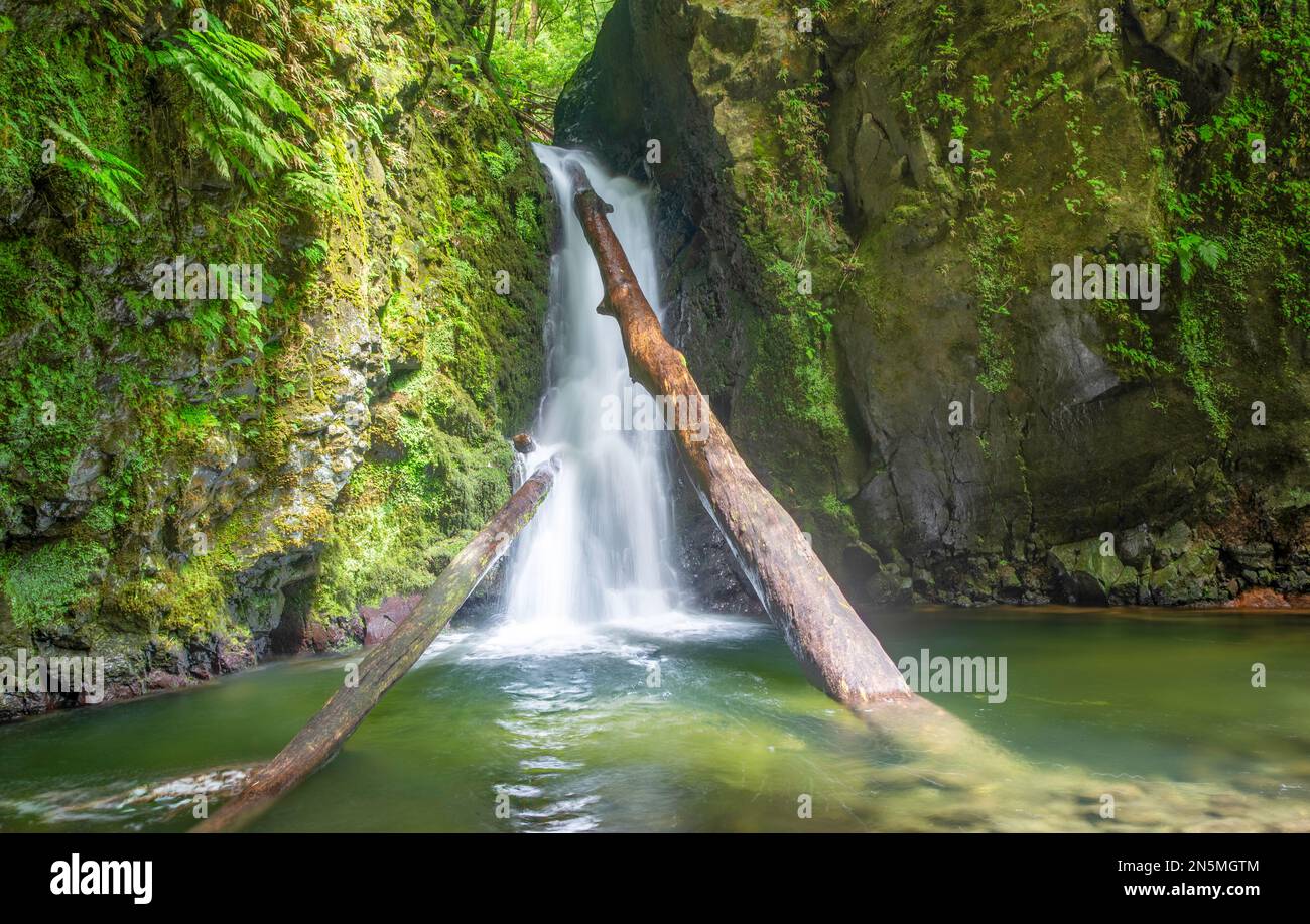 Azores, Sao Miguel, hike, waterfall, forest Stock Photo - Alamy