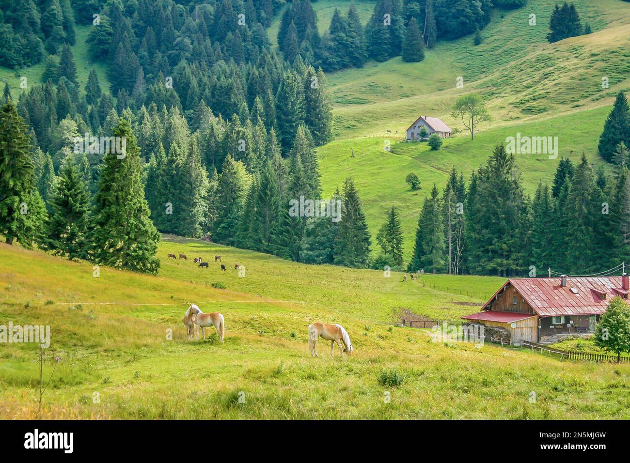 Idyllic picture of a mountain pasture in the Bavarian Alps with green ...