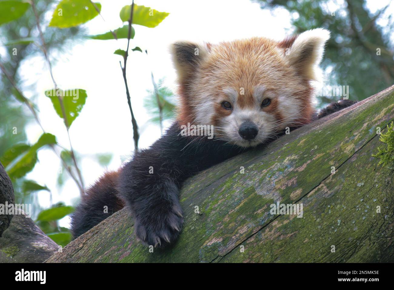 Beautiful red panda on a tree with eye contact Stock Photo - Alamy