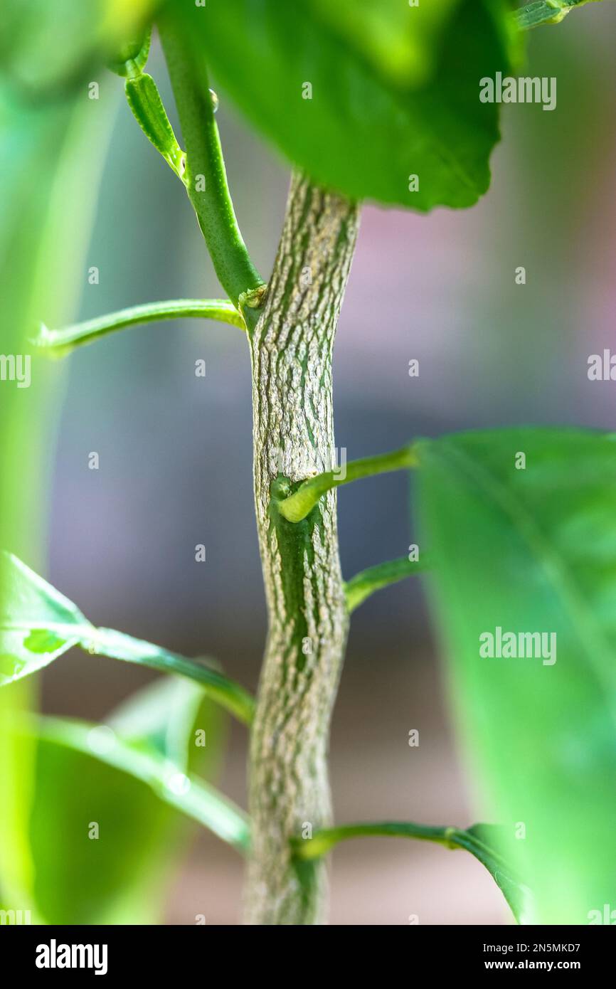 Close up lemon trees leaves hi-res stock photography and images - Alamy