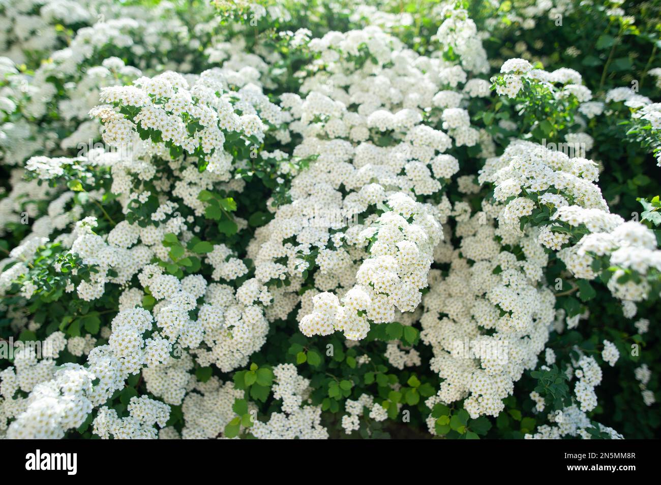 Spirea buds hi-res stock photography and images - Alamy