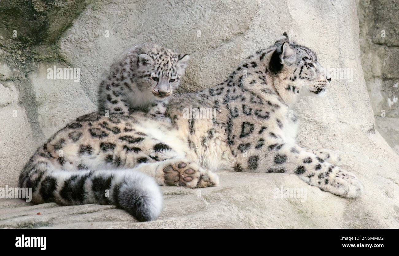 Young snow leopard climb on mothers back Stock Photo - Alamy