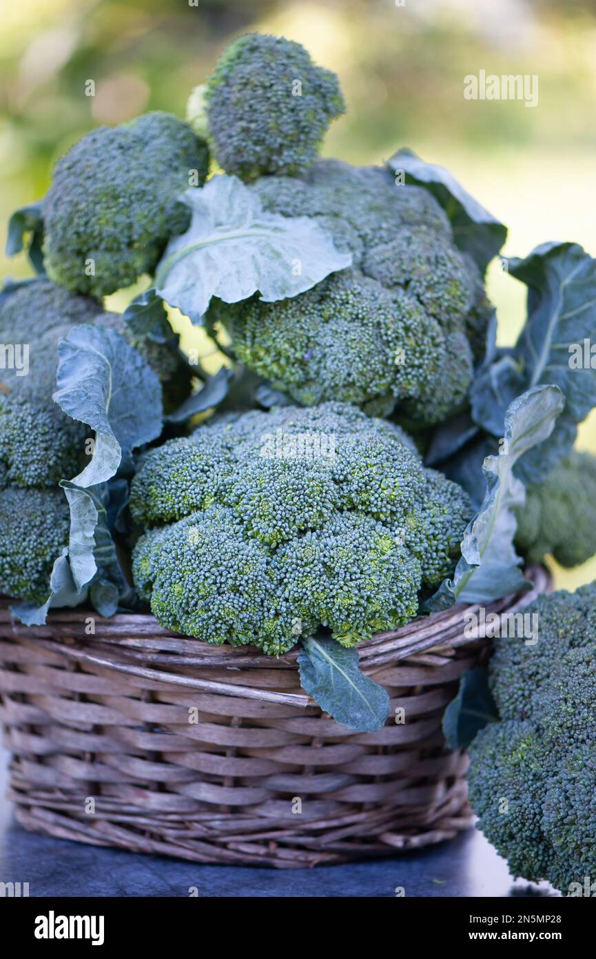 Broccoli in a basket close-up Stock Photo - Alamy