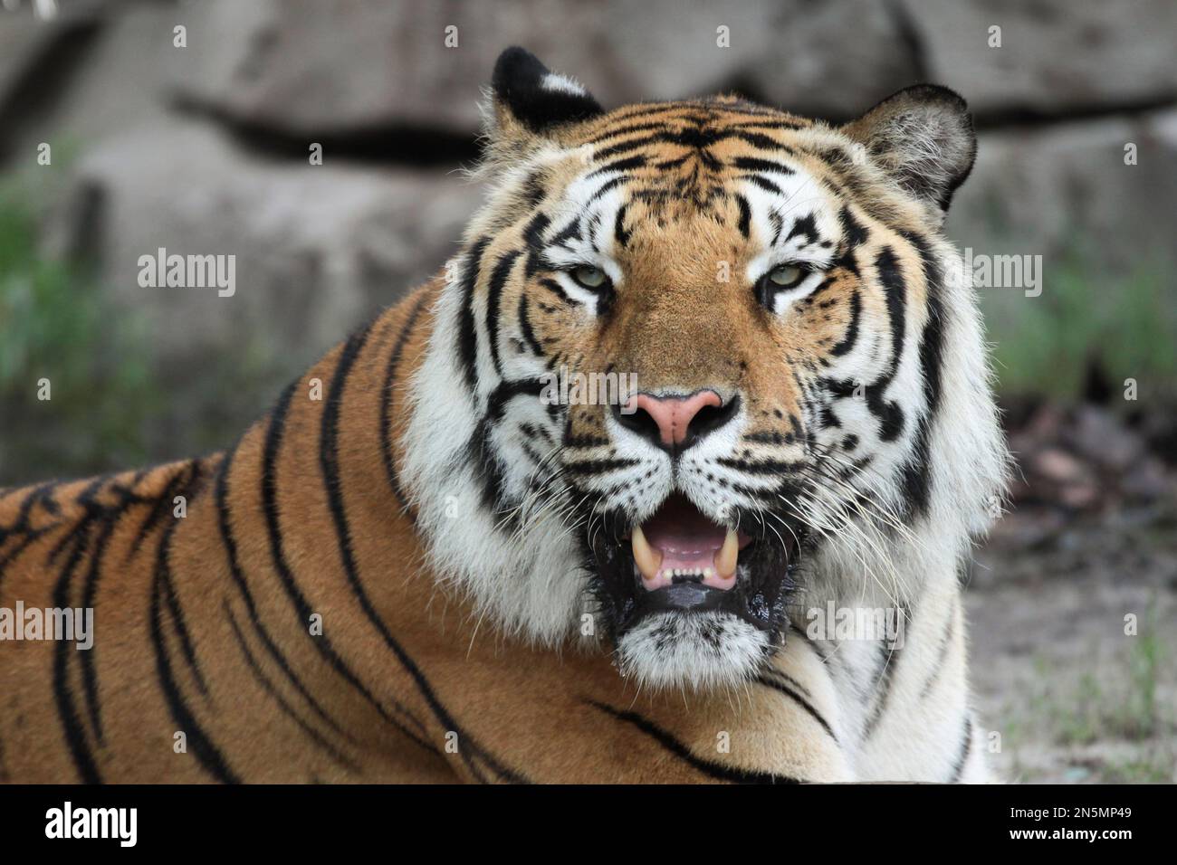 Portrait of yellow black striped tiger with open mouth Stock Photo - Alamy