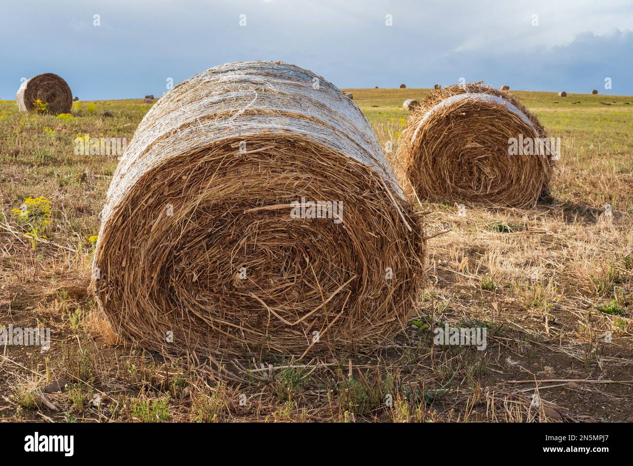 Wheat field sicily hi-res stock photography and images - Alamy