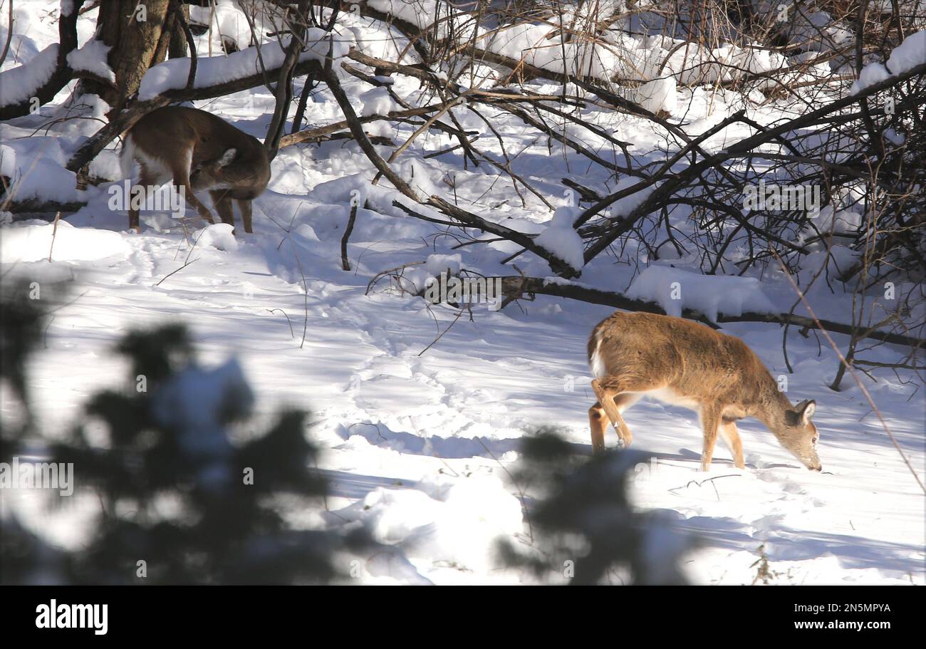 Deer forage for food in the aftermath of a snow storm in Narberth, Pa ...