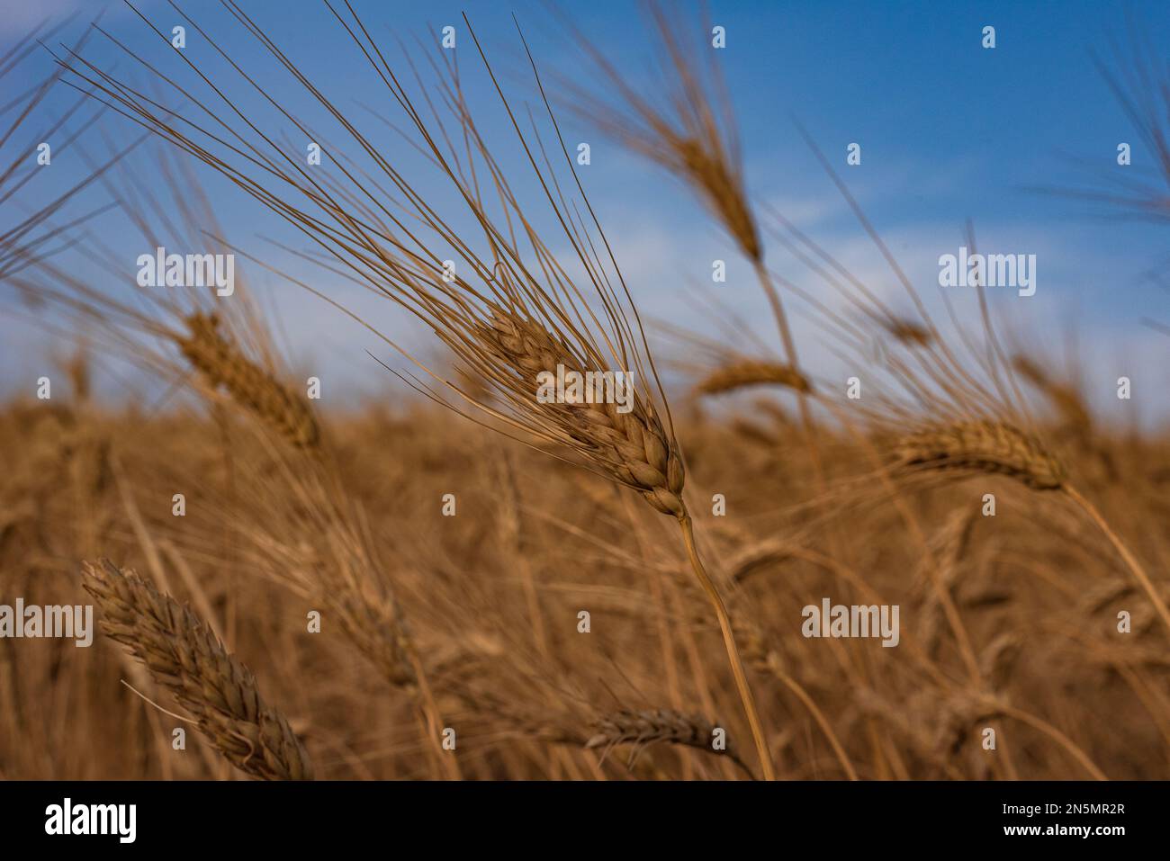 Sicilian seeds hi-res stock photography and images - Alamy