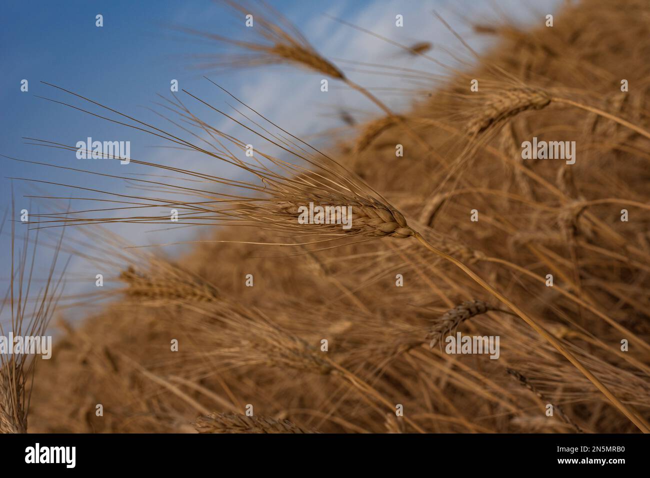 Italy wheat grain hi-res stock photography and images - Alamy
