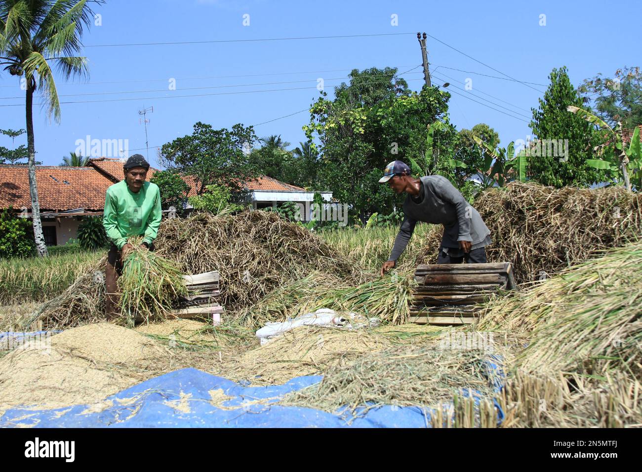 Two farmers threshing harvested rice with traditional equipment at the ...