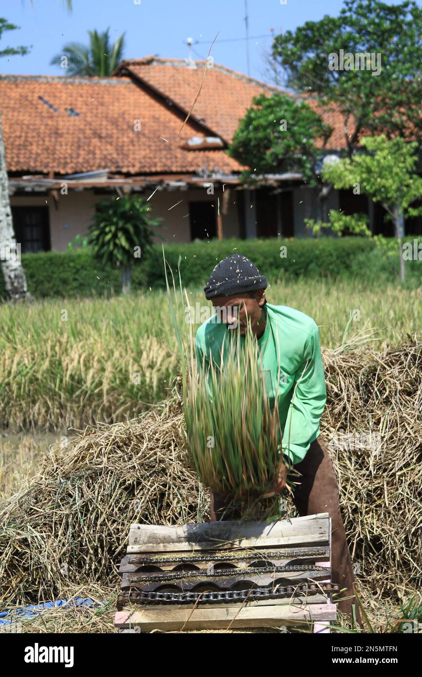 A farmer threshing harvested rice with traditional equipment at the ...