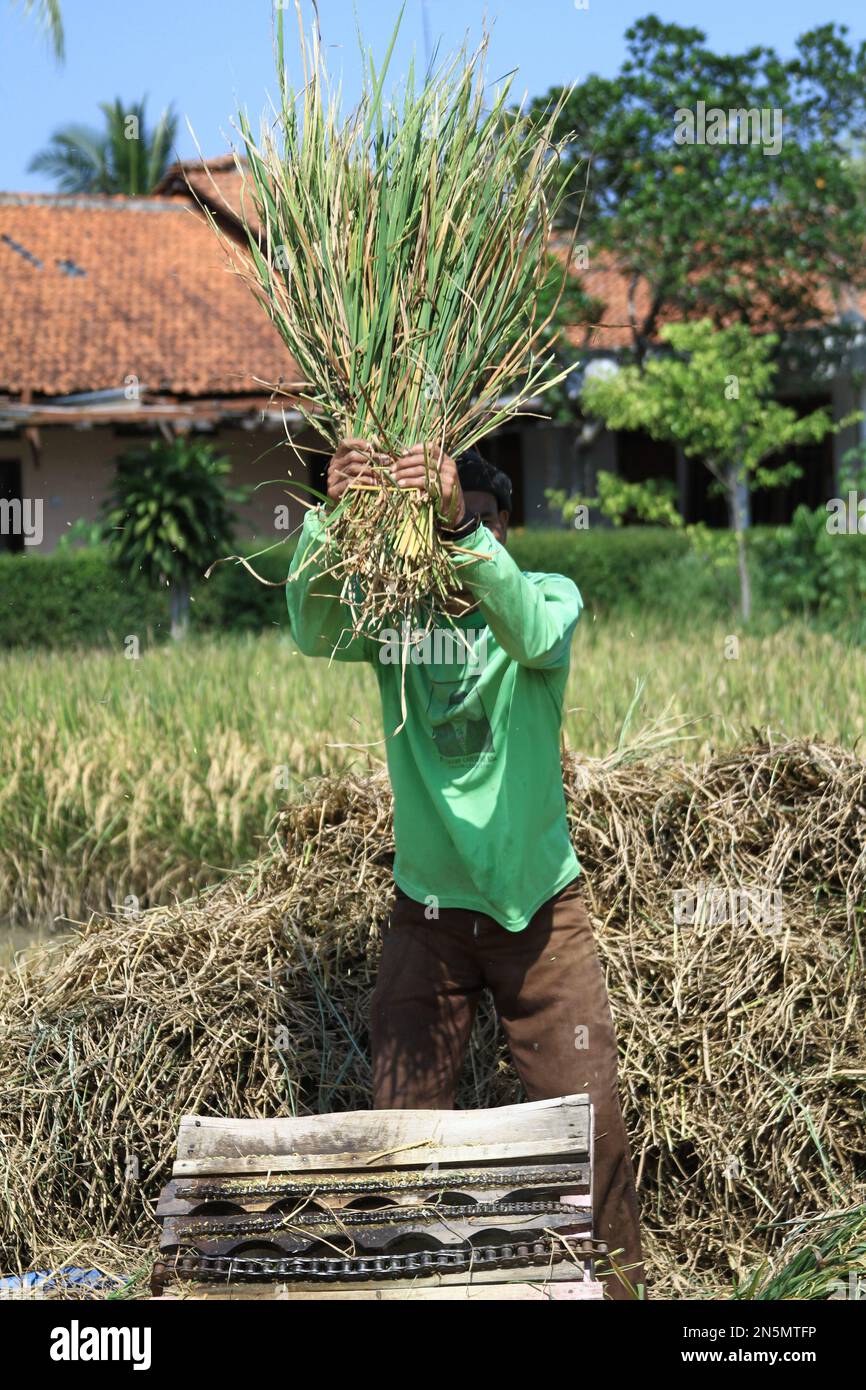 A farmer threshing harvested rice with traditional equipment at the ...