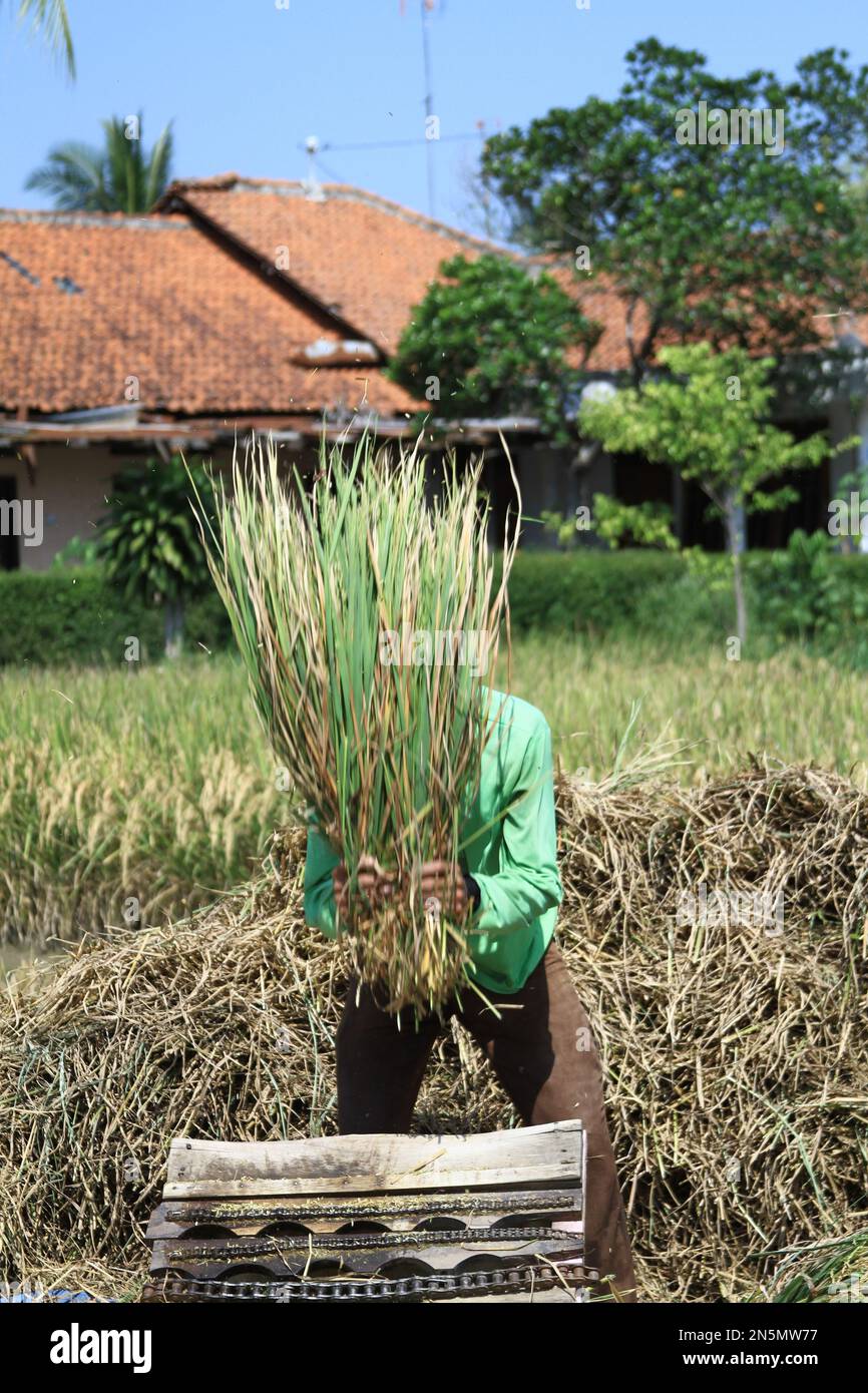 A farmer threshing harvested rice with traditional equipment at the ...