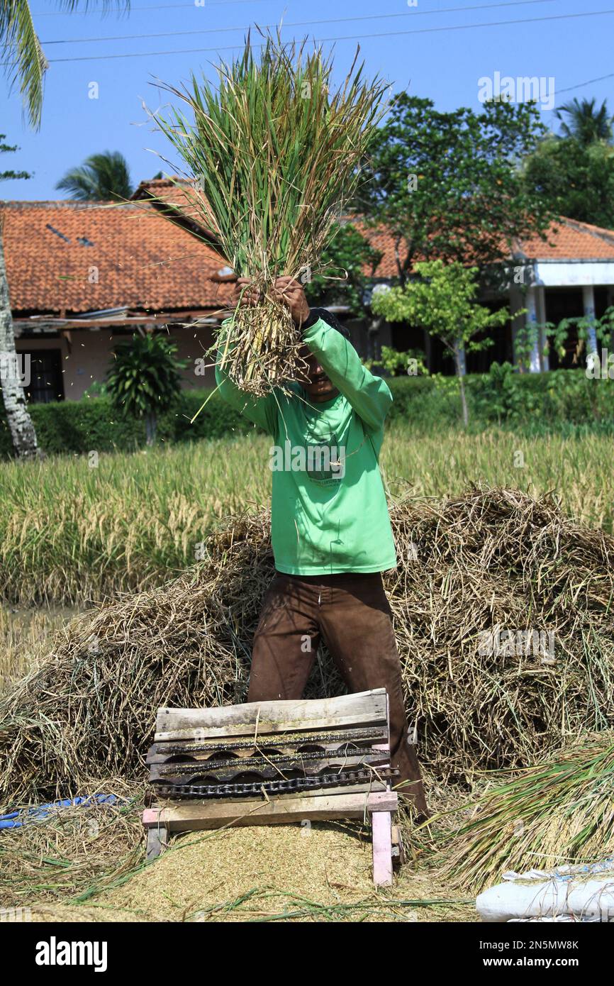 A farmer threshing harvested rice with traditional equipment at the fie ...