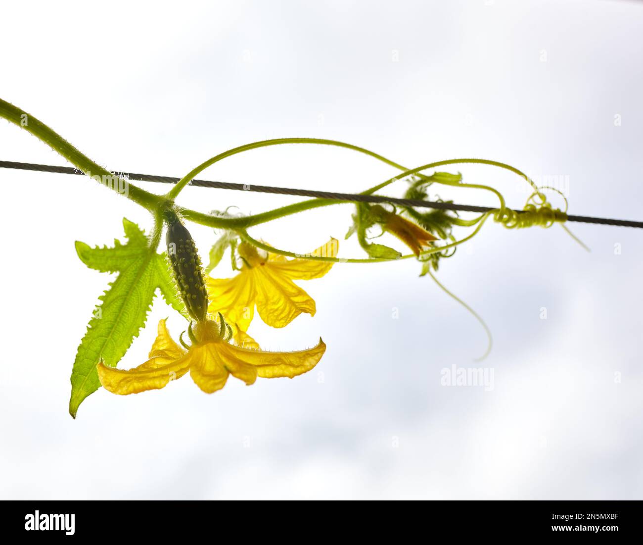 Natural cucumber grows in a greenhouse. Growing fresh vegetables on sky ...