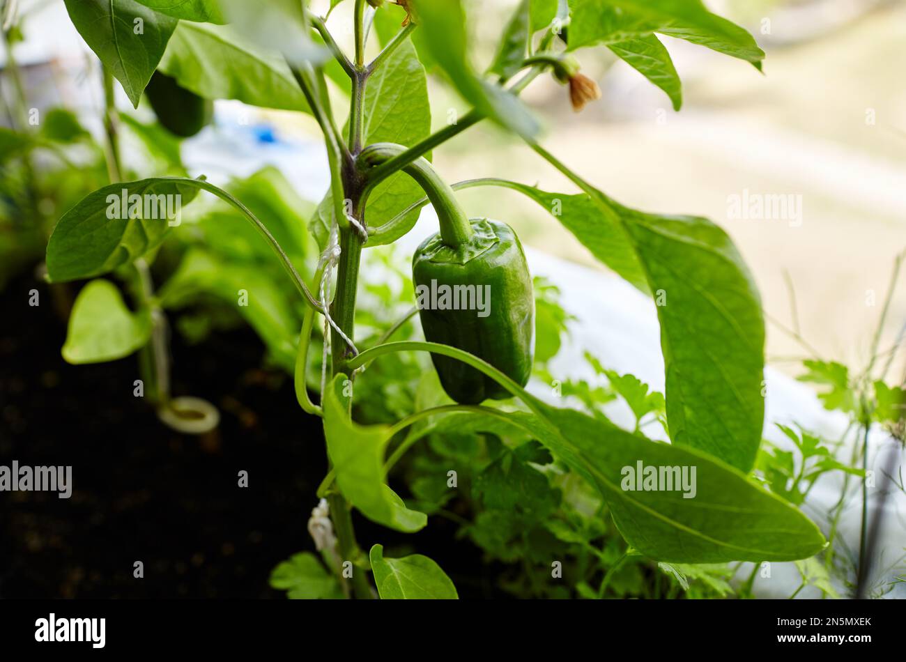 Green peppers grows in a greenhouse. Growing fresh vegetables at farm Stock Photo - Alamy