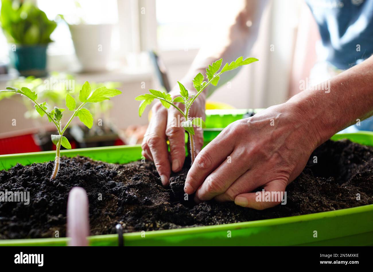 Old man gardening in home greenhouse. Men's hands planting tomato ...