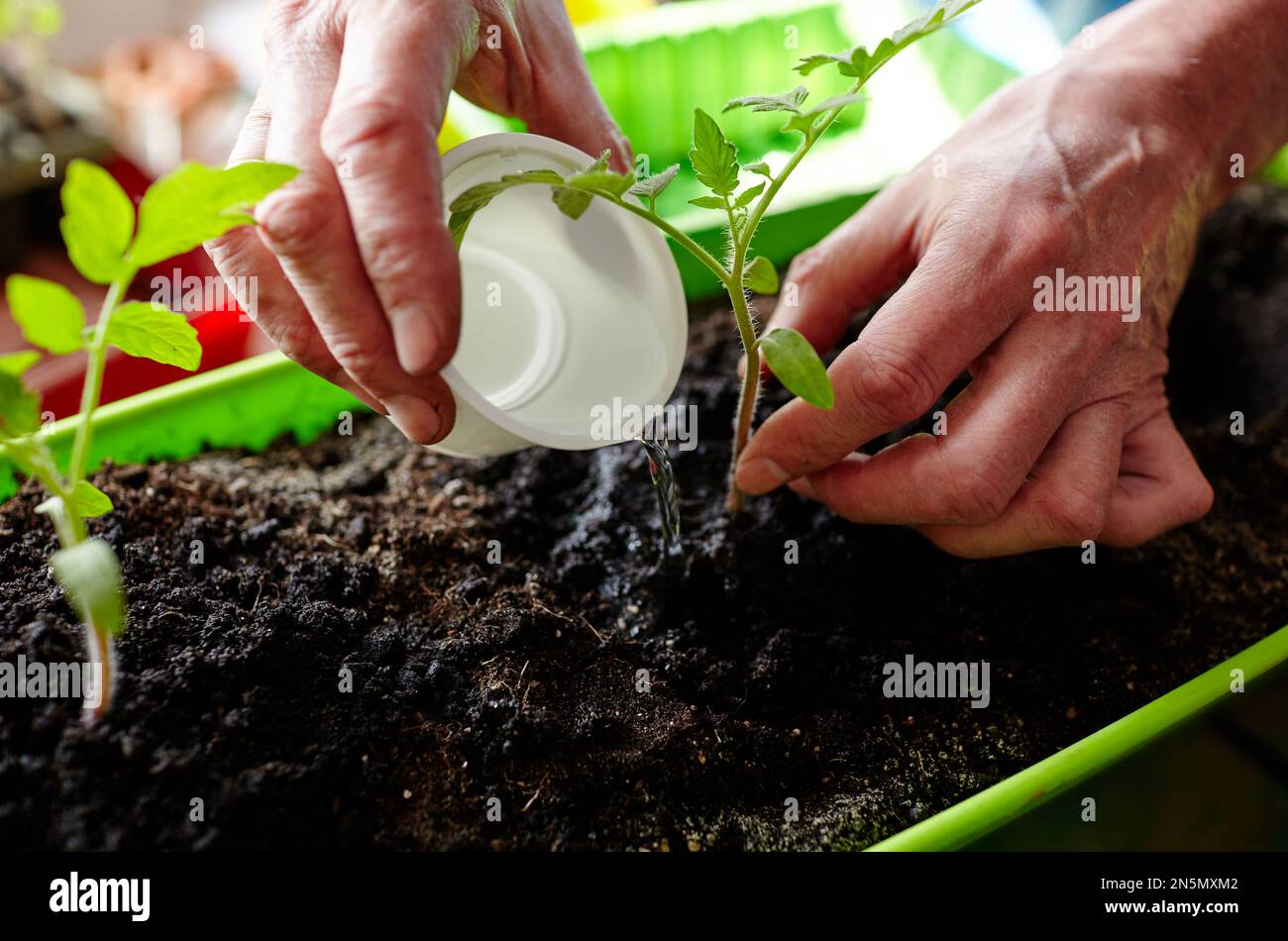 Old man gardening in home greenhouse. Men's hands planting tomato ...