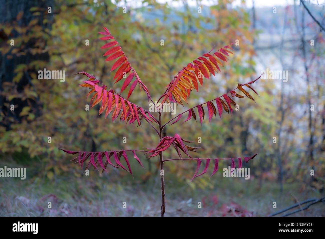 Mountain ash trees hi-res stock photography and images - Alamy