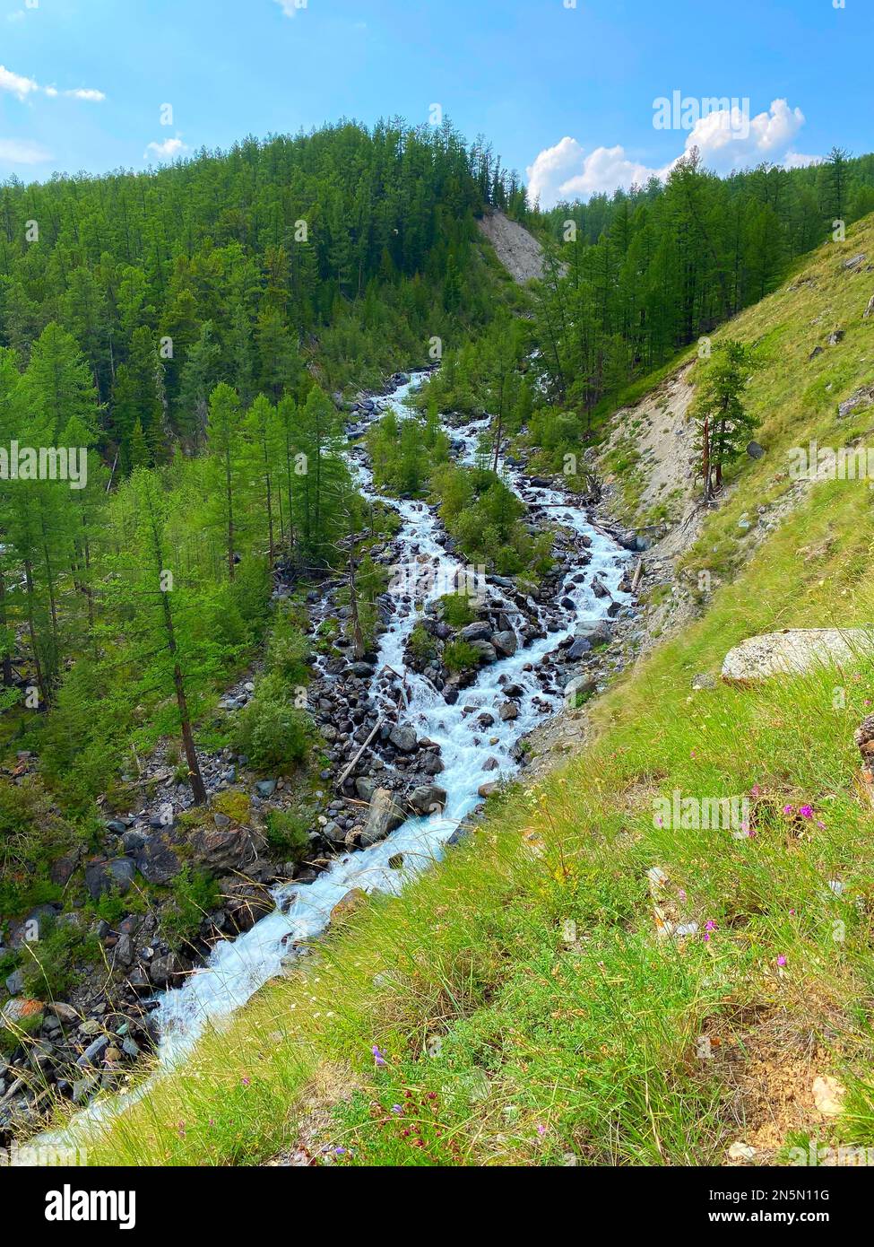 An alpine river flows over stones from the mountains among the forest ...