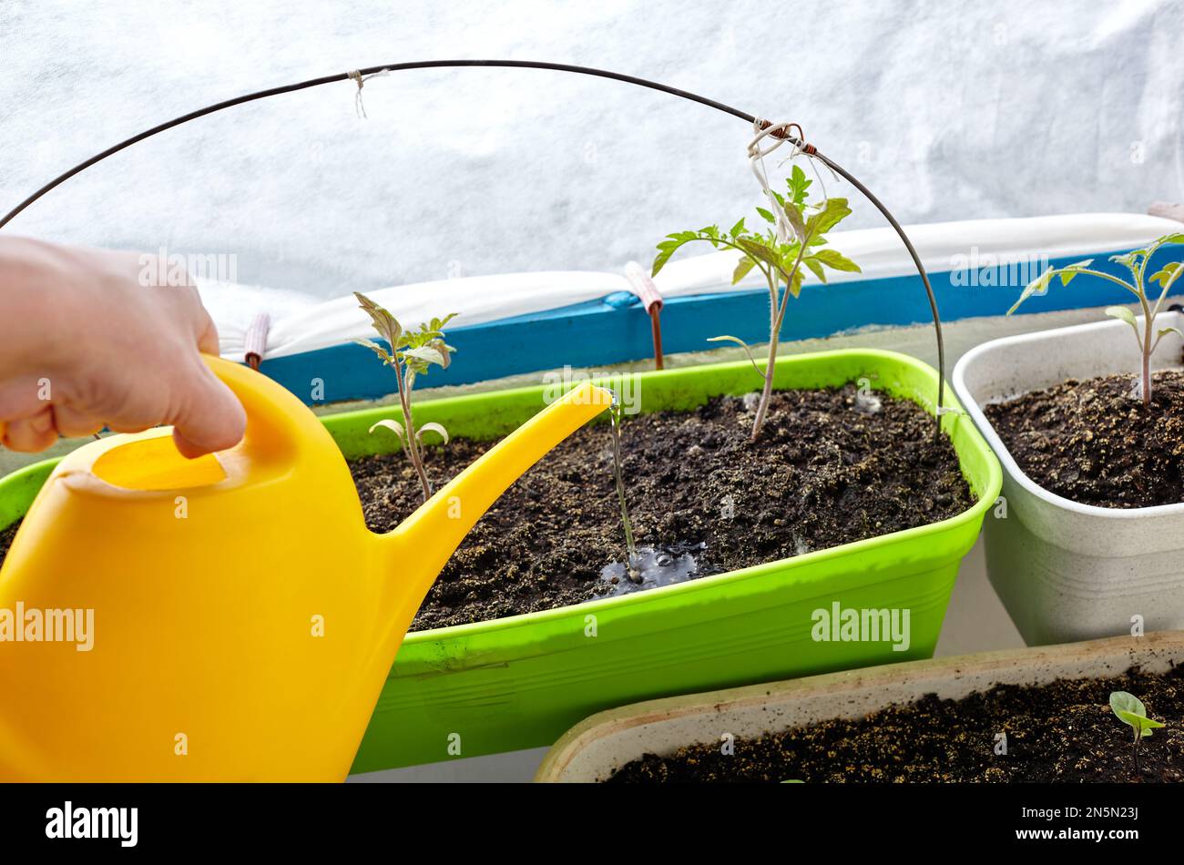 Man gardening in home greenhouse. Men's hands hold watering can and ...