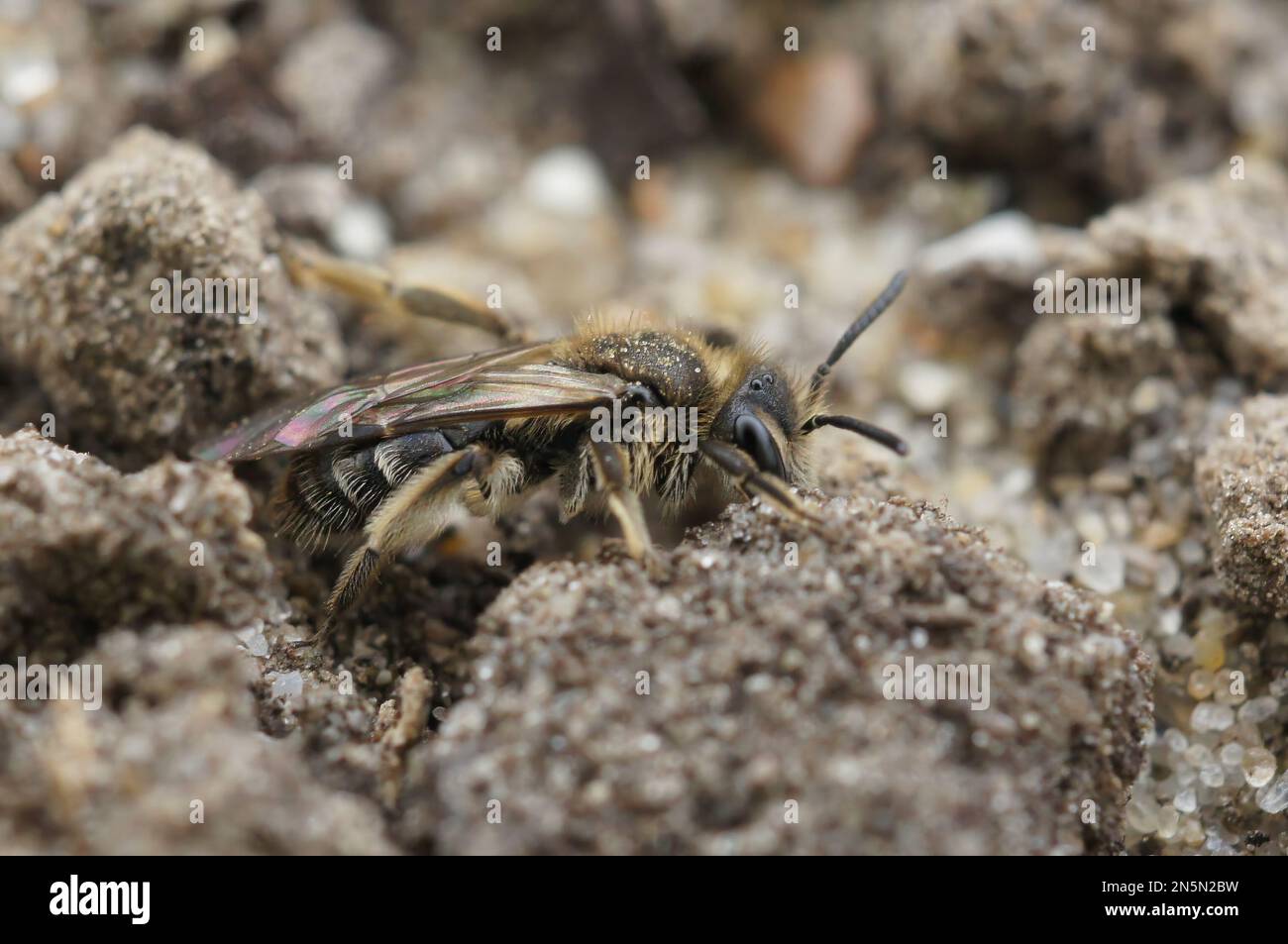 Natural closeup on a dwarf mining bee species ,of the Andrena minutula ...