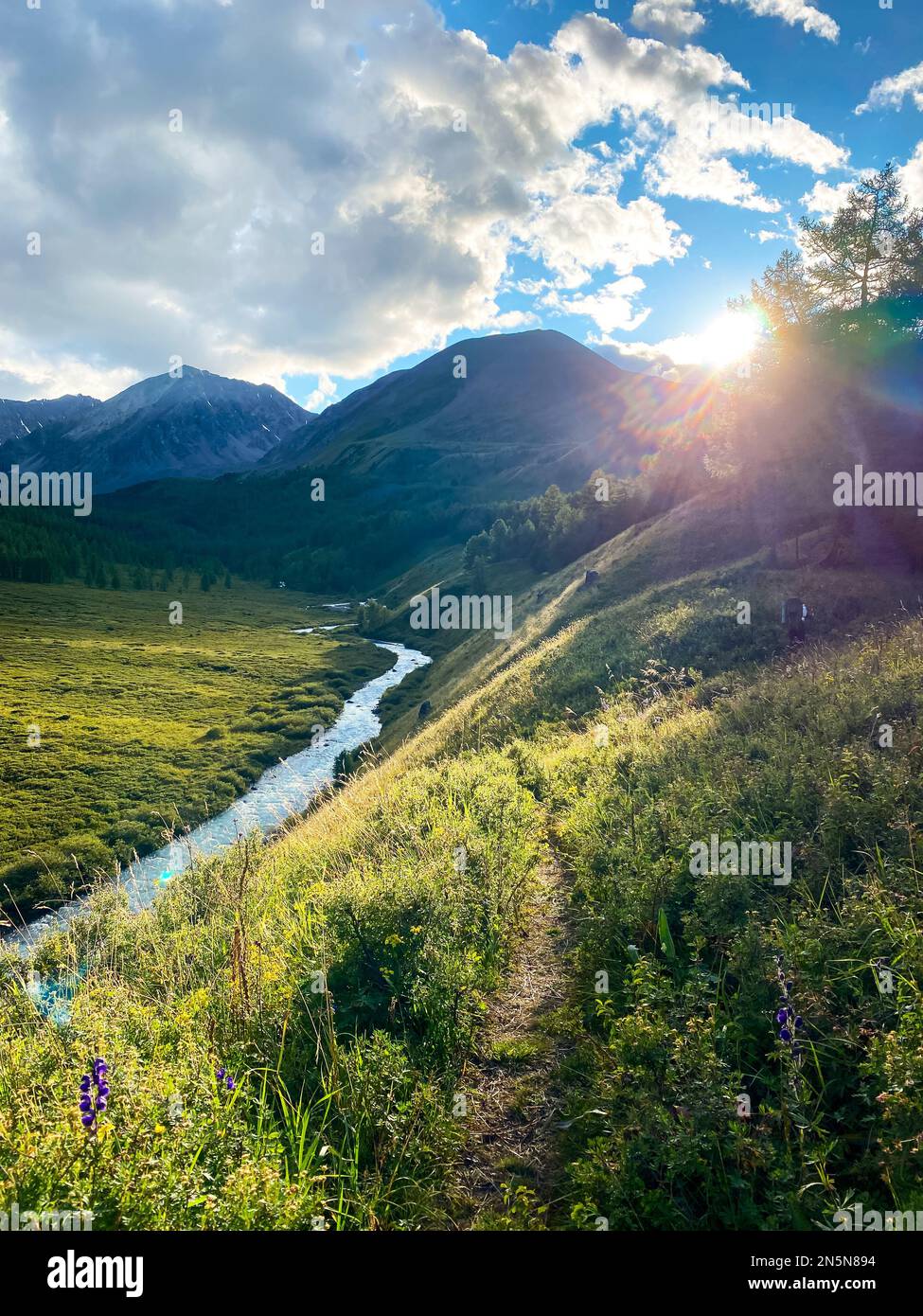 An alpine river flows over stones from the mountains among the forests ...