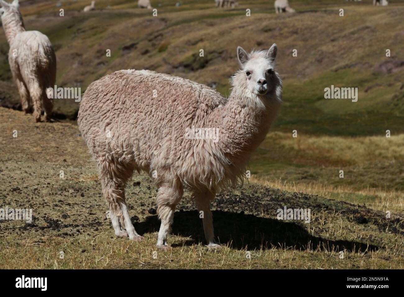 Alpacas andes hi-res stock photography and images - Alamy