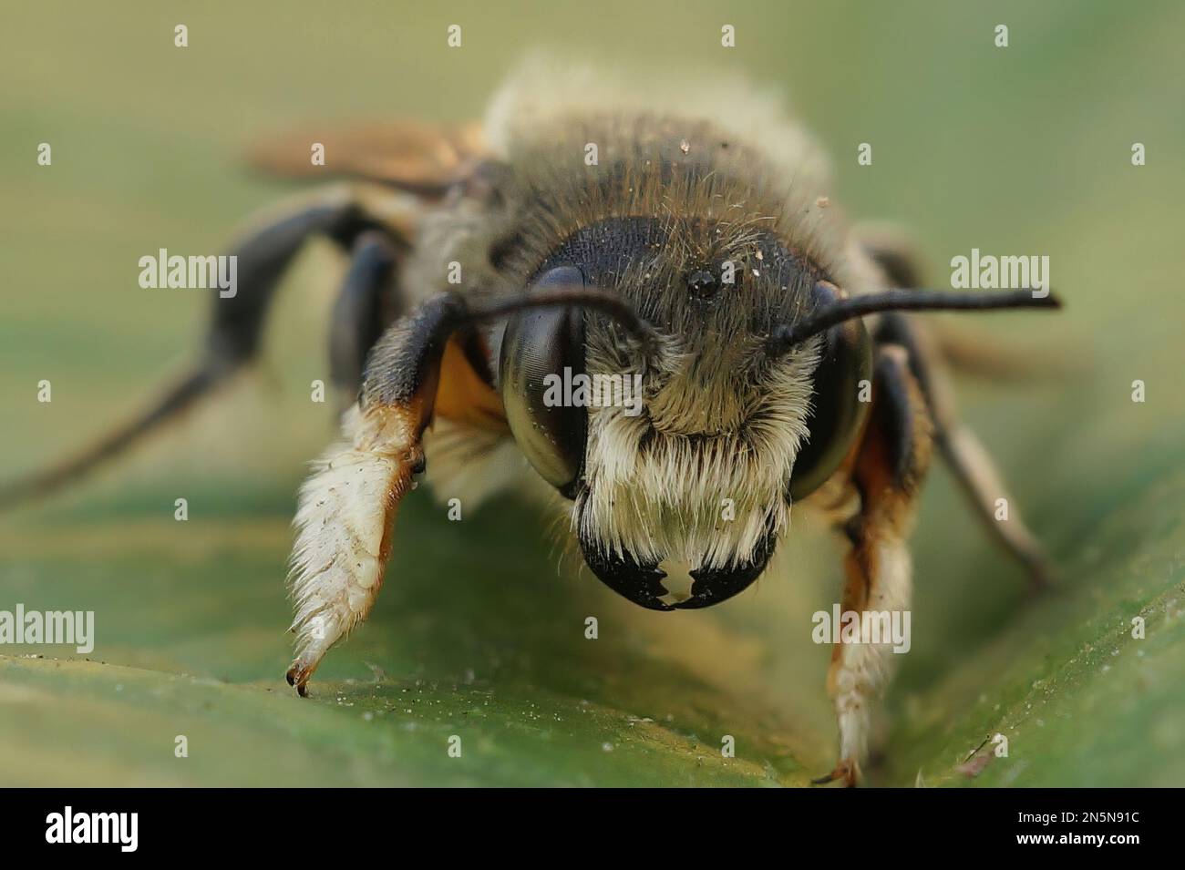 Detailed frontal close up of the male of Willughby's leaf-cutter bee ...