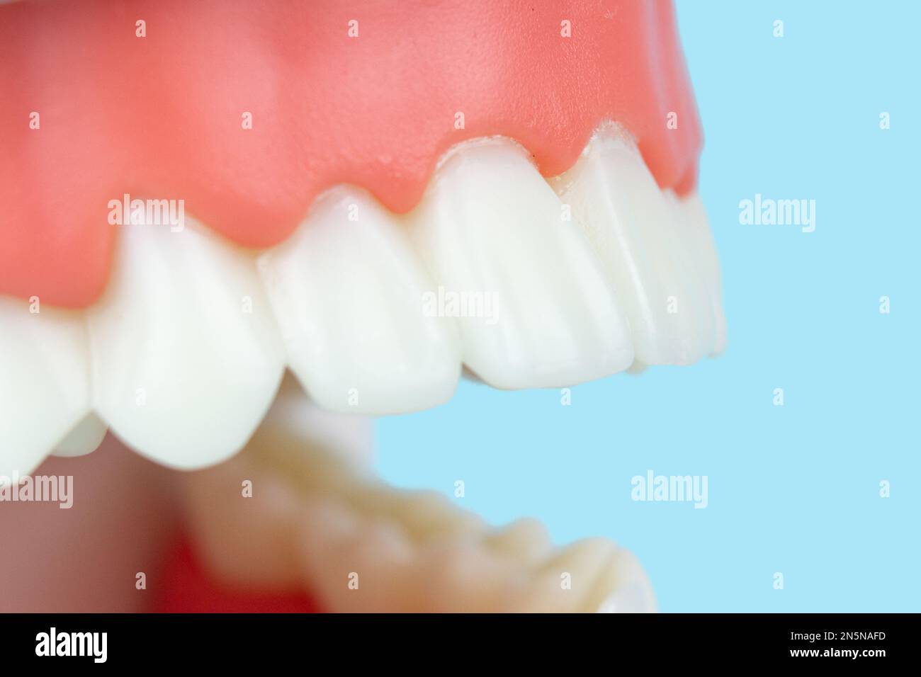 Dental Teeth Model dentures on blue background, close-up. Dental Model ...