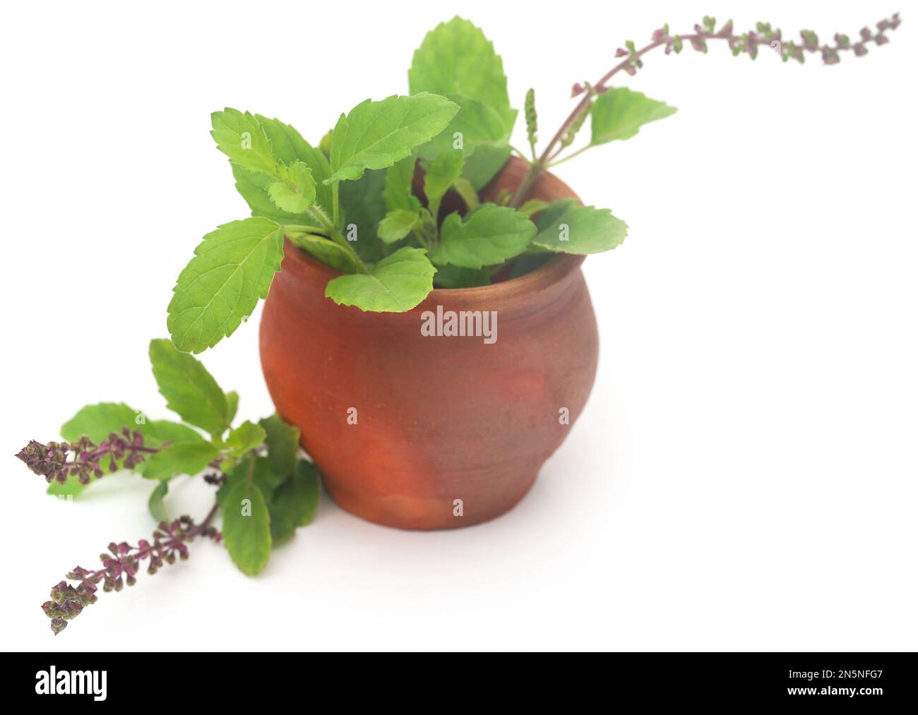 Medicinal tulsi leaves over white background Stock Photo - Alamy