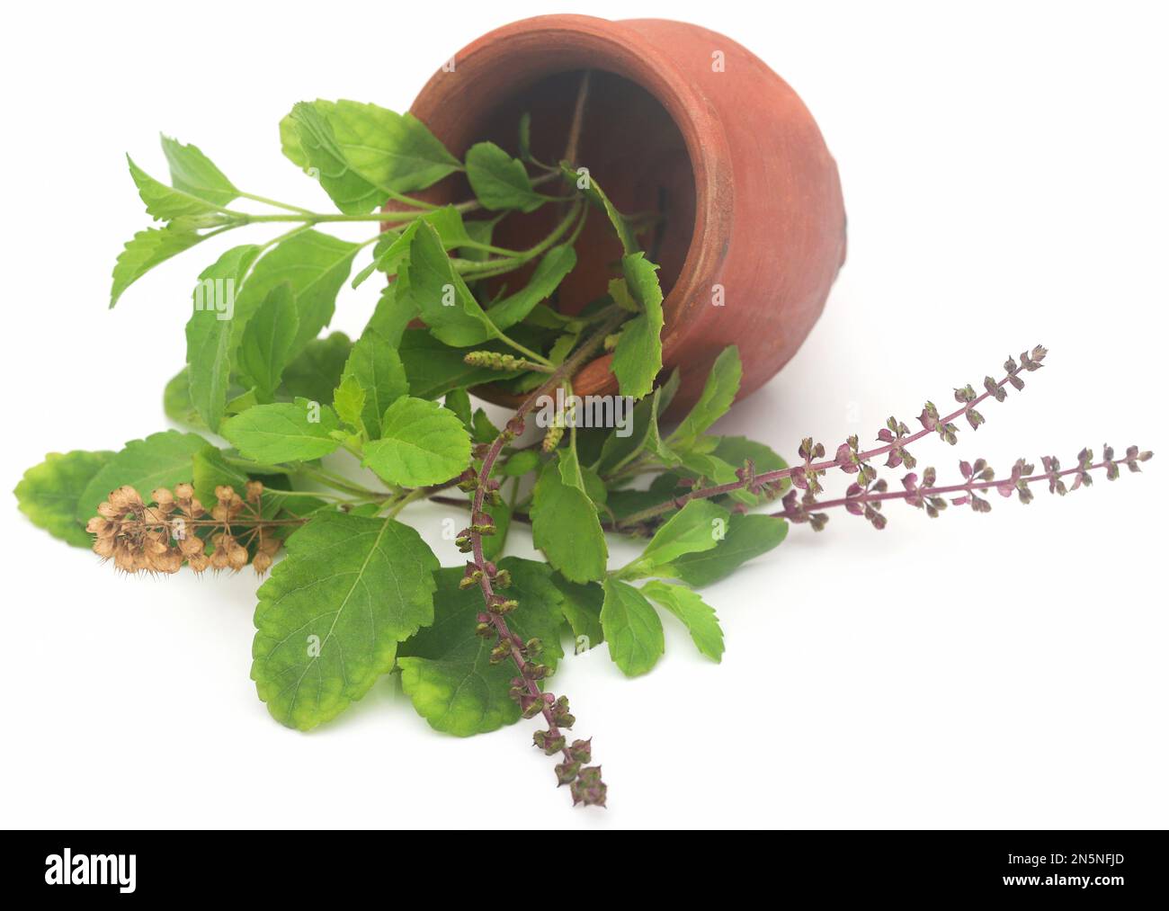 Medicinal tulsi leaves over white background Stock Photo - Alamy