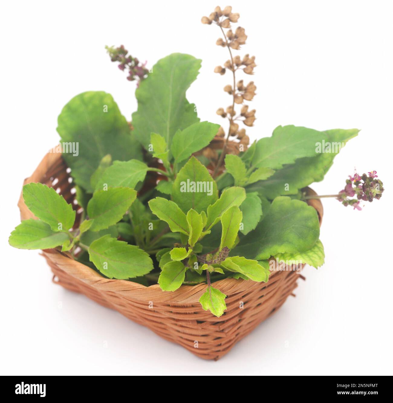 Medicinal tulsi leaves over white background Stock Photo - Alamy