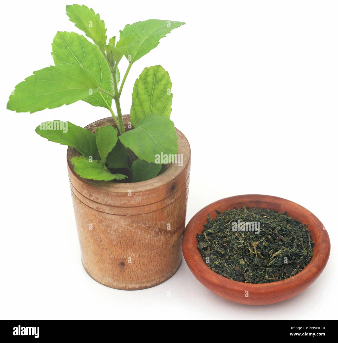 Medicinal tulsi leaves over white background Stock Photo - Alamy