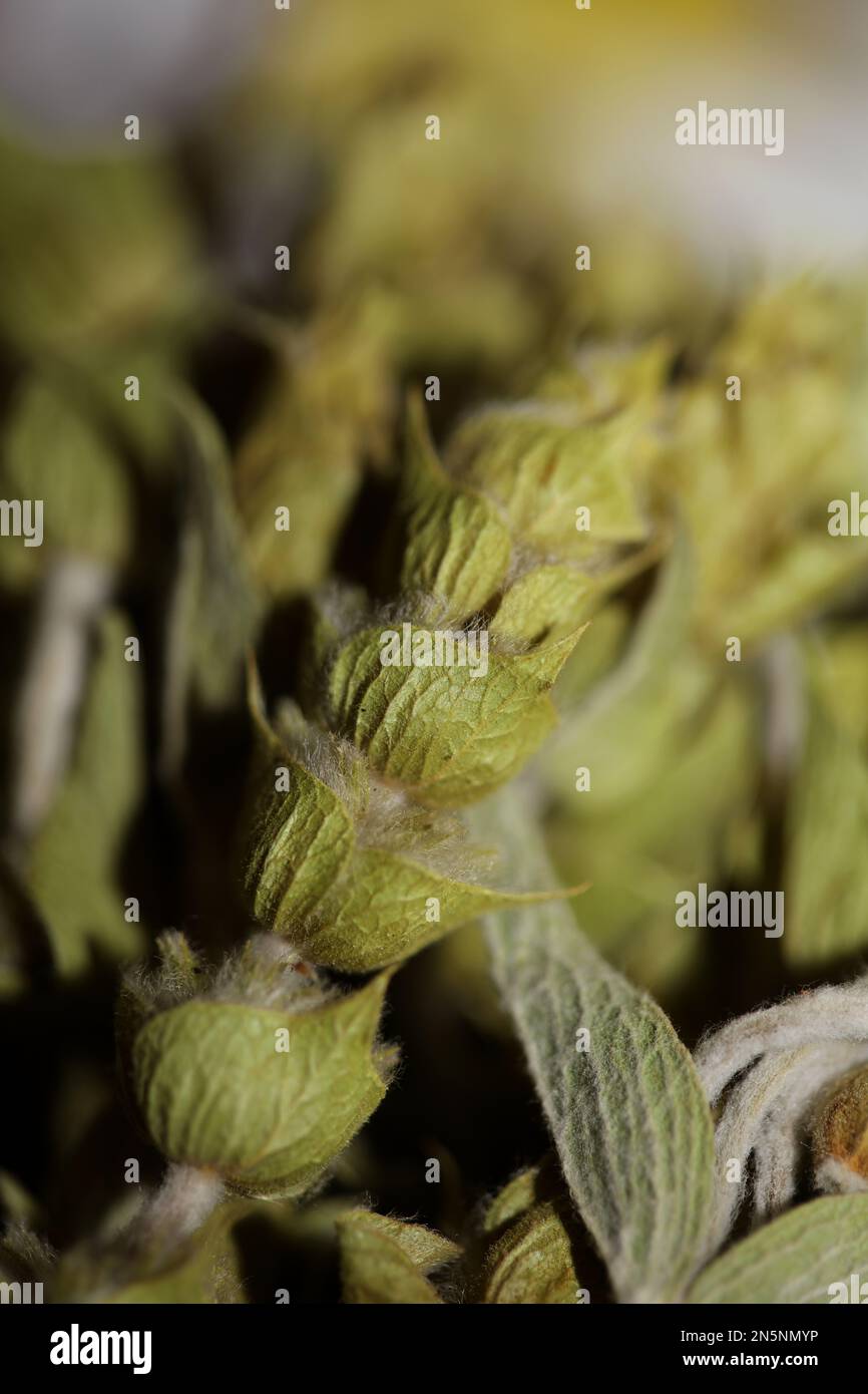 Sideritis plant greek mountain hi-res stock photography and images - Alamy